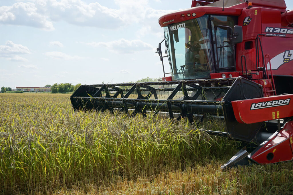 La RACCOLTA DEL RISO 2021 – Riso Melotti